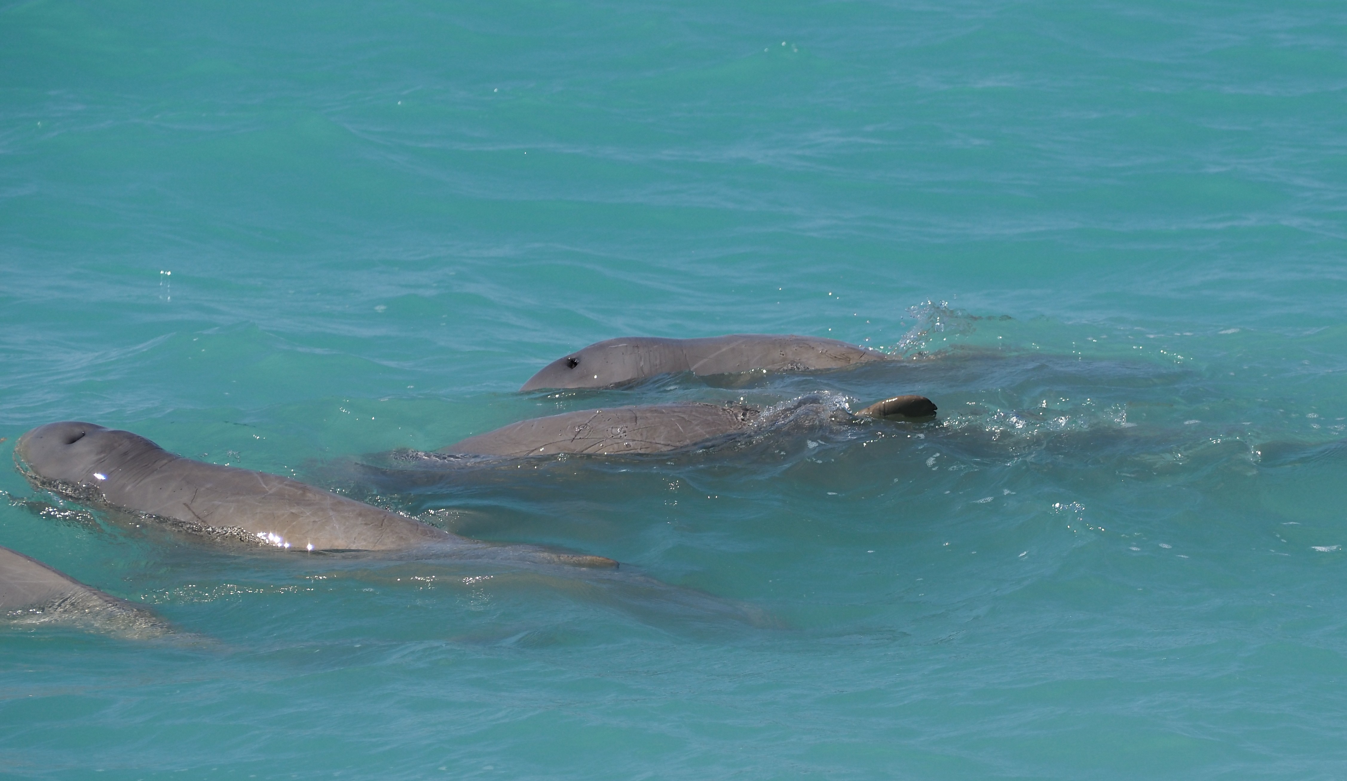 Broome – the wildlife – piece meal adventurer